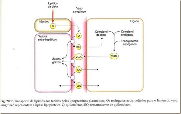 Blog de Bioquímica: TraNspOrtE de LipídEOs por LiPopRoTEínaS